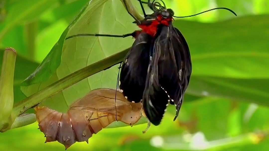蝴蝶破茧成蝶,罕见一幕被拍下!镜头记录全过程!
