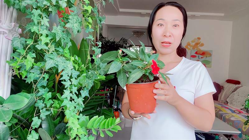 凤仙花这样养护,生长旺盛,花开不断!