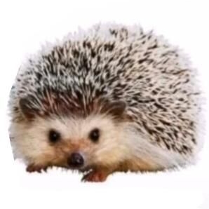 老甲方了和六枚硬币 