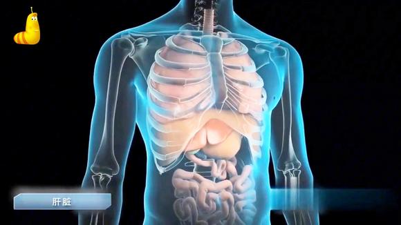 2分钟带你看清楚人体各个器官是怎么工作的