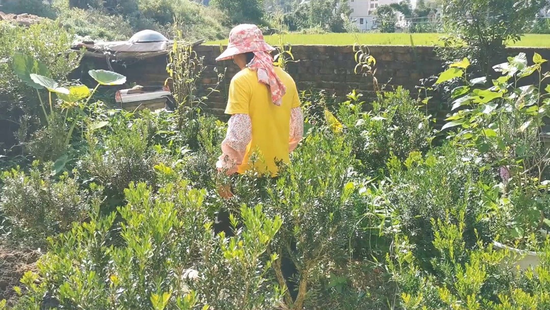 小叶黄杨树，农村妹子种植了30多棵，看上去很漂亮
