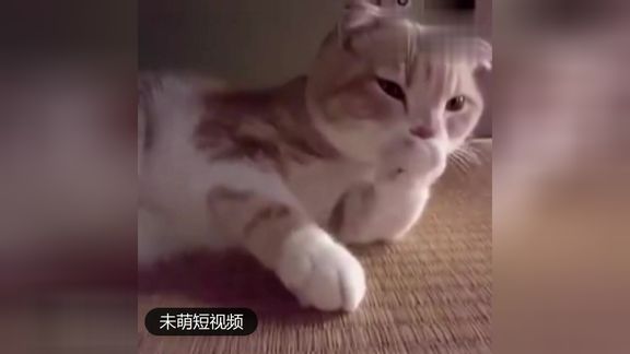 top 10 最可爱的猫咪,卡哇伊