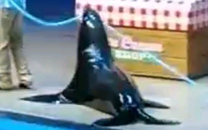 海洋公园的海象表演(其实是海豹啦)【条件不好,请不要在意】