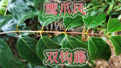 "钩藤"植物了解吗?别名"鹰爪风",用途与价值了解下!