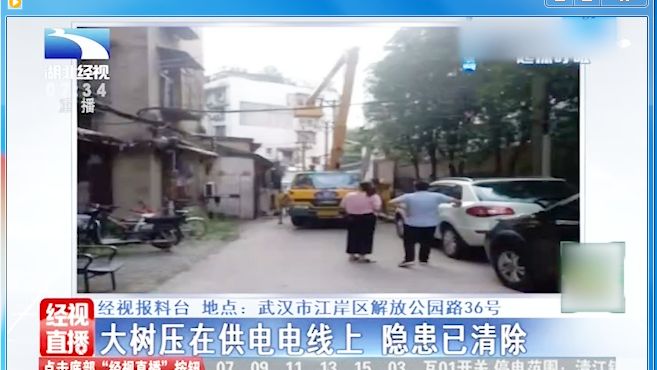 30年树木压倒在电线上,园林和供电部门迅速采取了行动