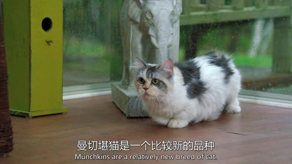 萌宠成长记，喵妈生下宝宝们，不料只有两只遗传了她标志性的短腿