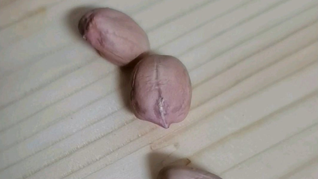 花生生长记录1