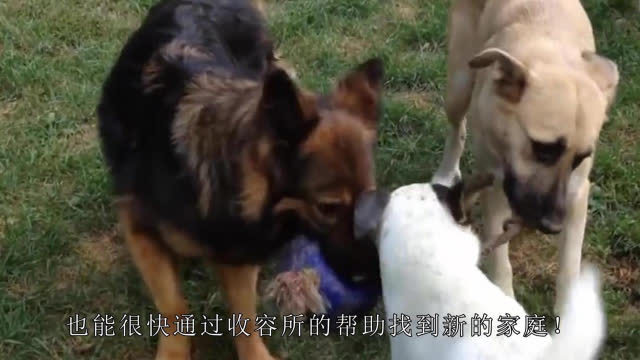 德国狗狗们的天堂,养狗就像管理车子一般,是需要缴税的!