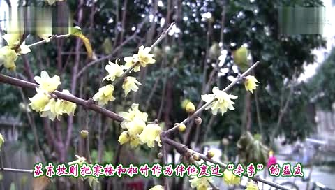 超清花儿开放(71)蜡梅花自然风光
