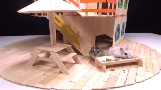 小仓鼠们又有新别墅啦,这三层别墅是真的豪华