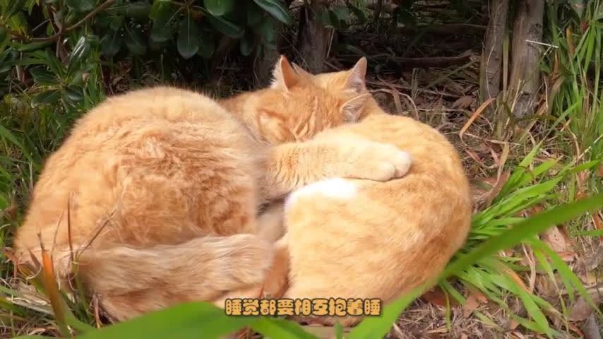 这两只猫咪从小玩到大,睡觉都要相互抱着睡,模样简直萌翻了