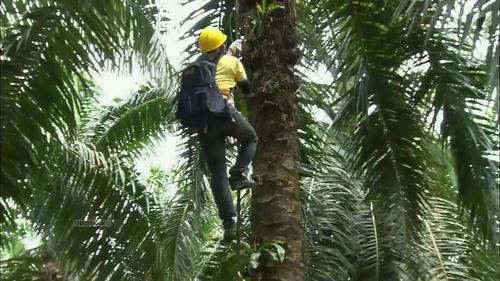 棕榈油制作全过程,这种毫不起眼的棕榈树竟然全身都是宝