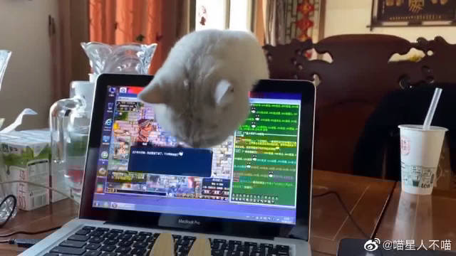 可爱小猫咪在线指导打游戏,爱了