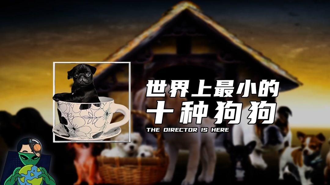 世界上最小的十种狗