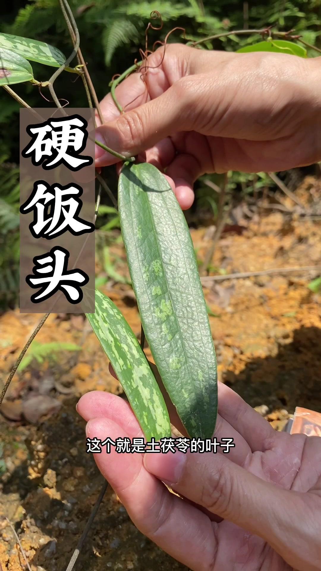 土茯苓不是茯苓,又叫硬饭头,它的根部搭配五指毛桃根...