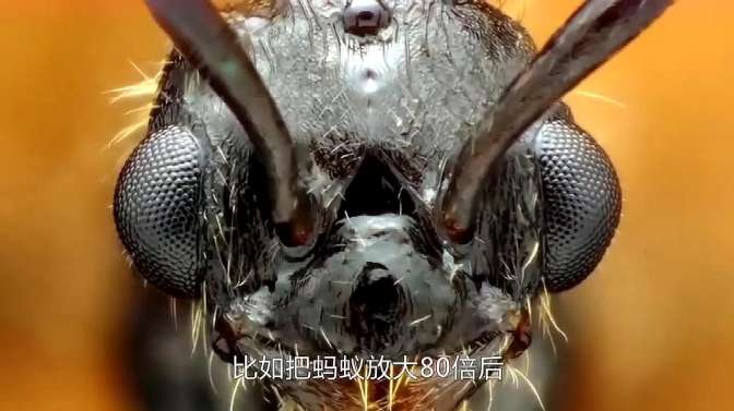 蚂蚁的触角有什么作用,第一次看清蚂蚁的样子