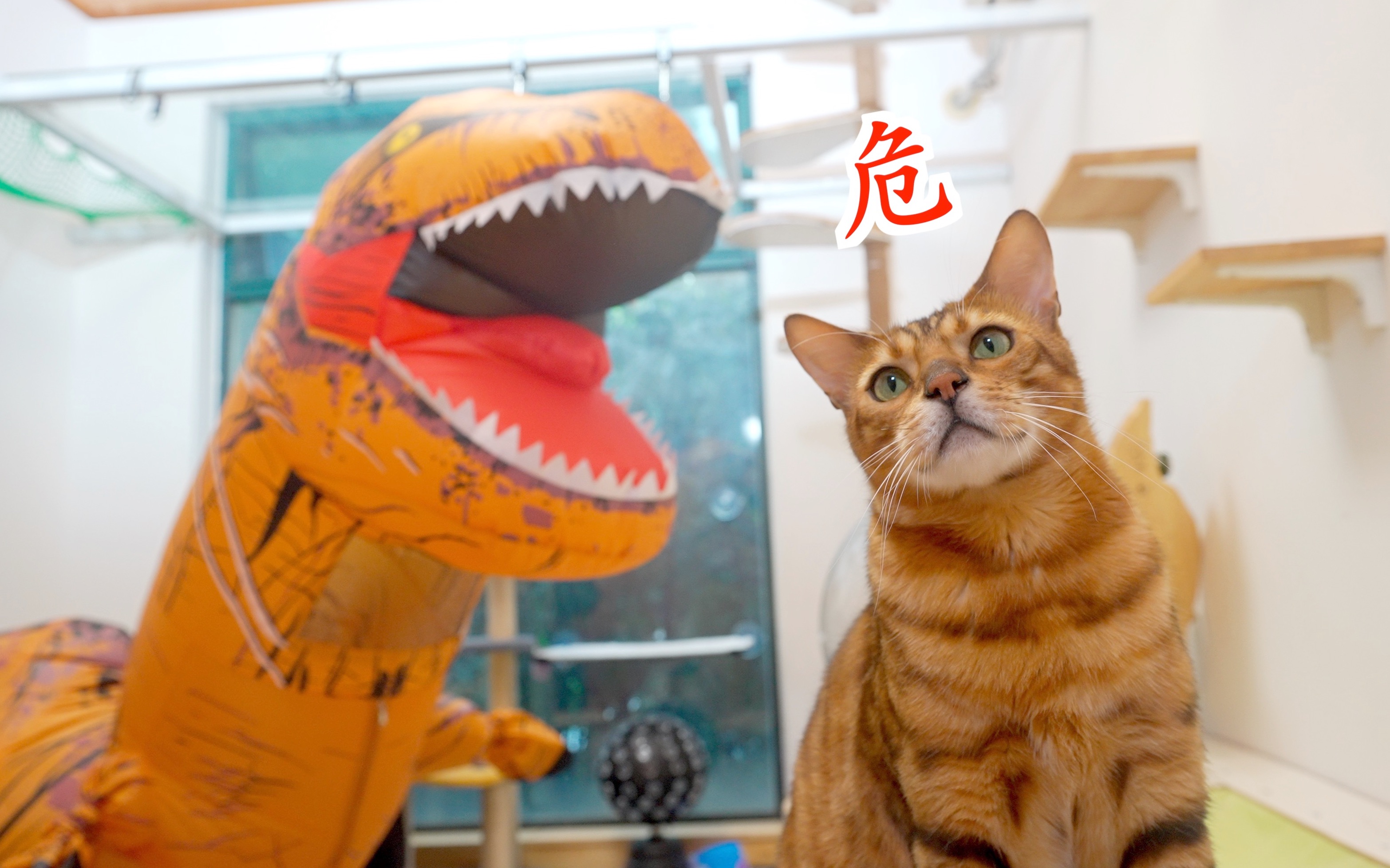 侏罗纪的王者竟被几只小猫咪欺负,太惨了