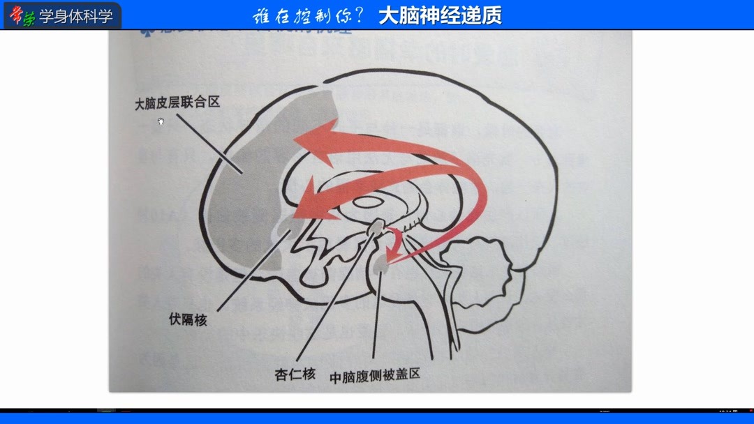 9神经递质和想法 12岁常荣学习 谁在控制你 大脑神经递质