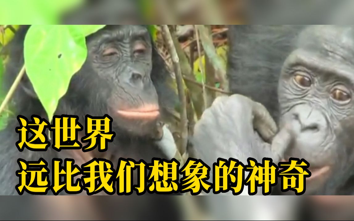 世界环境日 | 这世界,远比我们想象的神奇