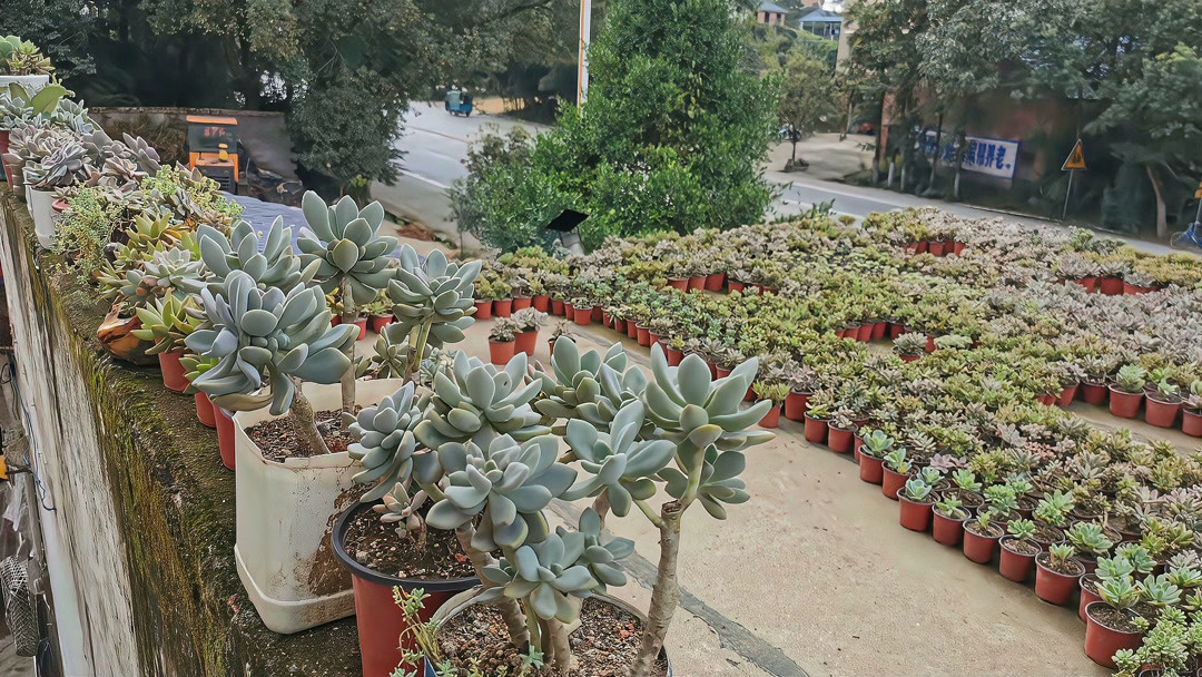农村老妈种的多肉植物,一年四季露养,有很多状态好的老桩多肉