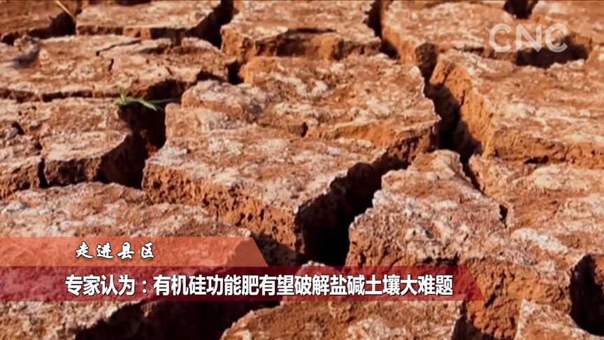 走进县区|专家认为:有机硅功能肥有望破解盐碱土壤大难题