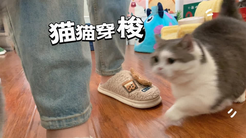 拒绝动物表演!但不能拒绝动物硬要表演
