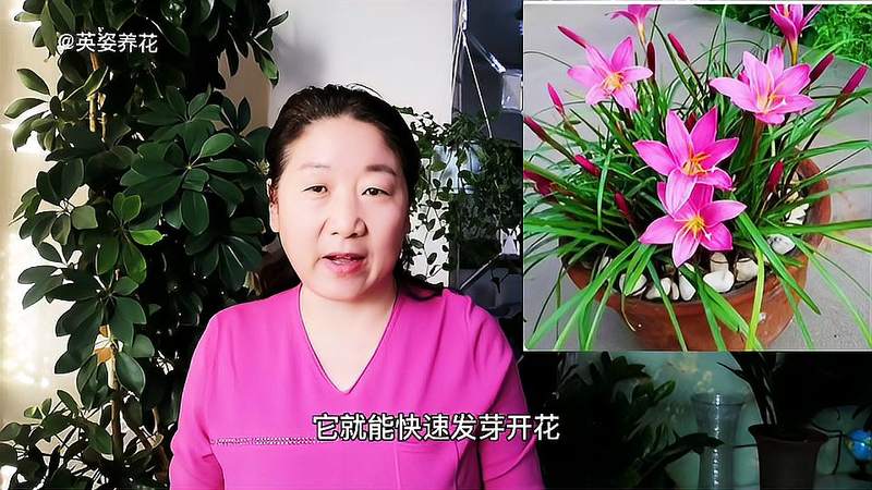 预报气象的植物是哪些