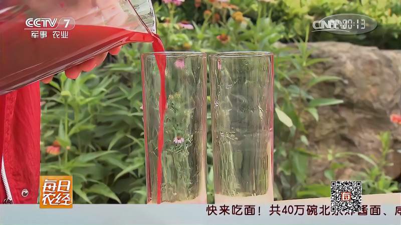 杨梅果树管理,解决采摘人工问题,延长保存榨成果汁