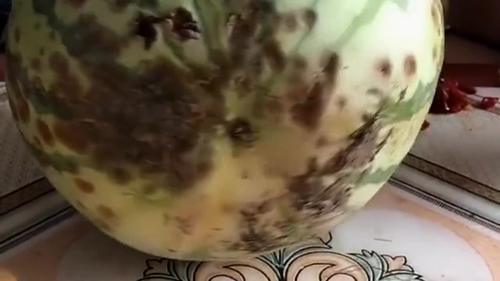 歪黄瓜裂枣疙瘩梨,以为不能吃了最后发现这么好,还很甜!