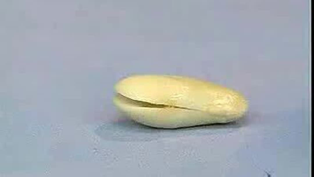 实验六:观察菜豆种子结构