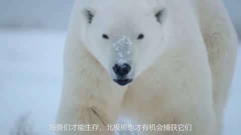 在全球变暖的环境,北极熊生存繁衍,能在南极洲的环境中生存吗?