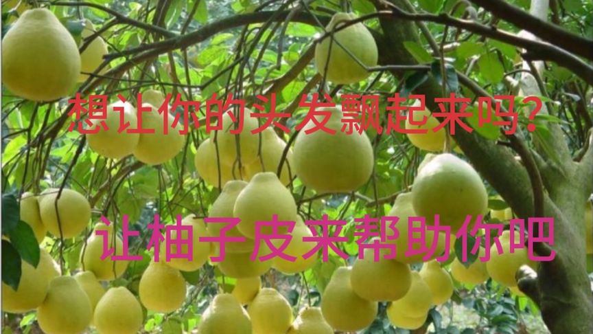 柚子皮扔掉太可惜,知道了它的作用,大家也会把它当个宝