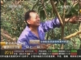 [经济信息联播]关注农产品滞销 安徽歙县:量升价跌 枇杷滞销