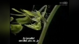植物生长过程超慢速拍摄