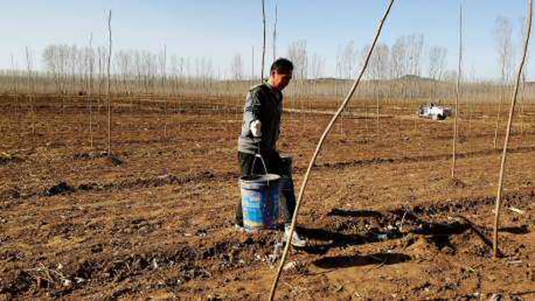 栽了这么多年的树,你栽树的方式正确吗?