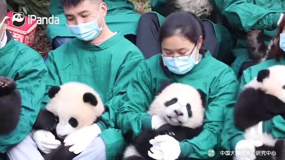 【贺新春迎冬奥!熊猫宝宝送最萌新春祝福[国宝]】1月24日上午,中国大...