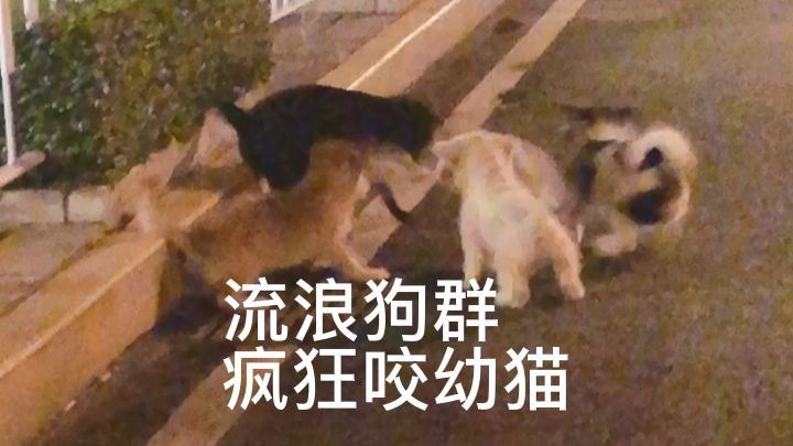 流浪狗群疯狂咬幼猫,可怜猫咪快被咬死了!