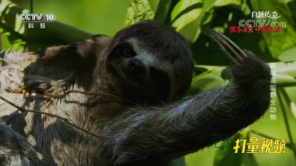 在树懒的身上,竟有着一个微型生态系统!来了解一下|自然传奇