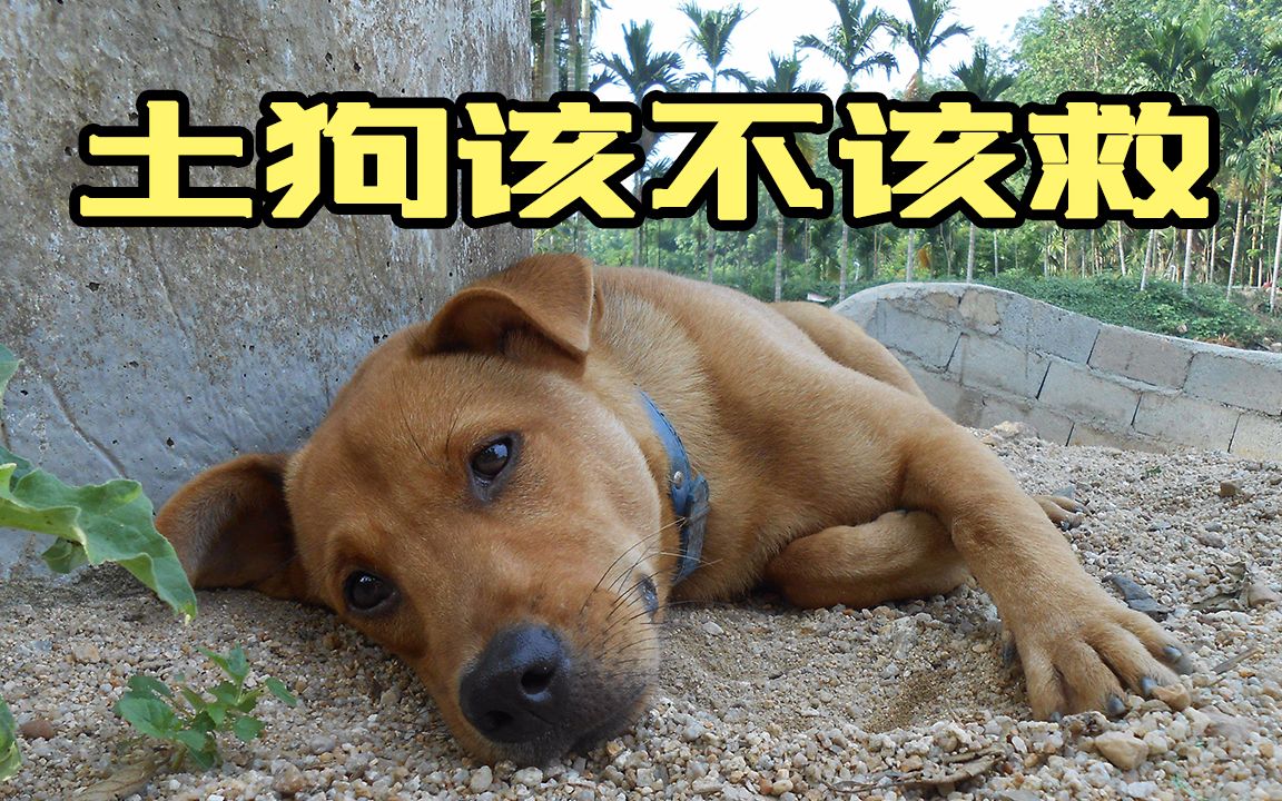 土狗得了细小,该不该花大价钱救?主人:狗不值钱感情值钱!