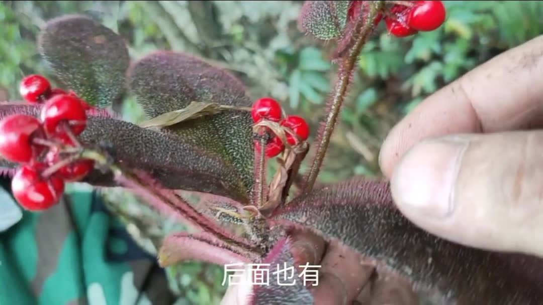 大叔进山采药发现多种野生中草药,小小草药有大作用,一起来认识