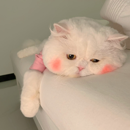 蘑菇只要一块钱 
