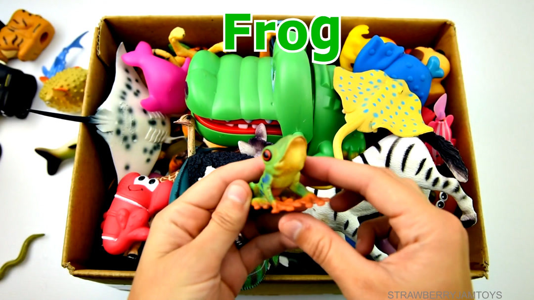 乐享动物乐园 第5季 第587集 带你认识绿色皮肤的青蛙和扇形魟鱼