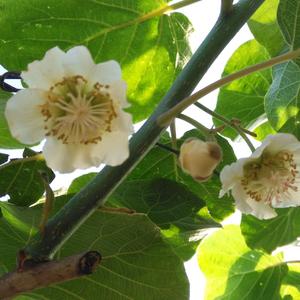 周至猕猴桃之乡 