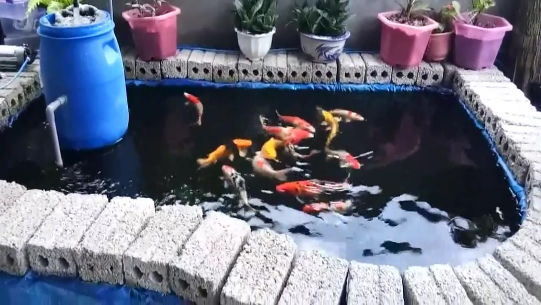 庭院的锦鲤鱼池与简易的过滤装置,很适合新手朋友学习