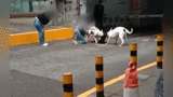 【四川】2只杜高犬追赶撕咬一只泰迪犬致死 泰迪主人跪地崩溃大哭