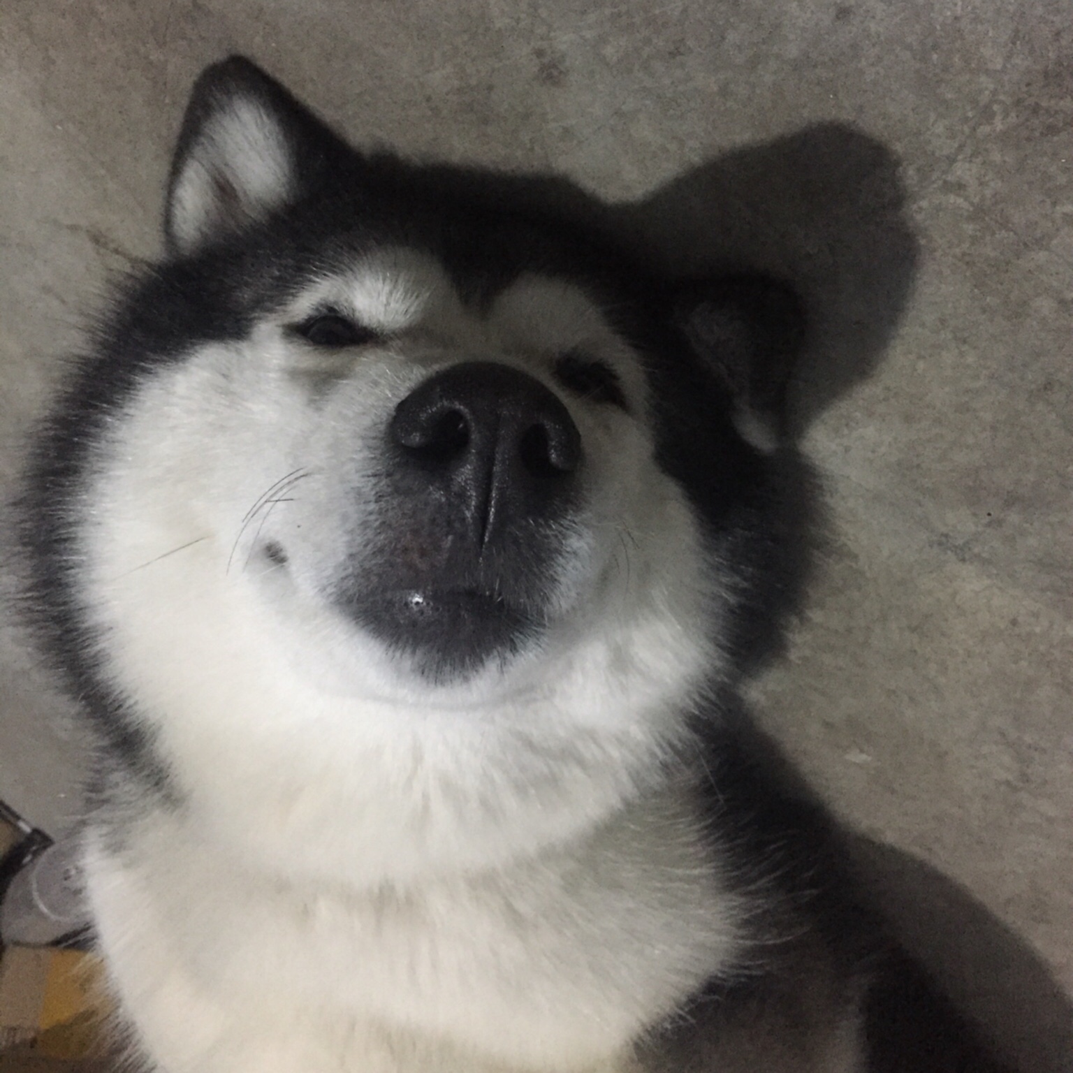 朱一旦的De文同学 