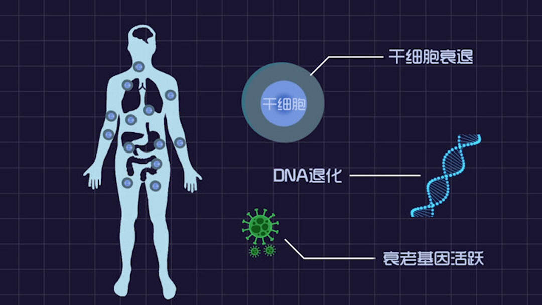 真能返老还童?动画揭秘:中国科学家制作细胞逆生长“药水”