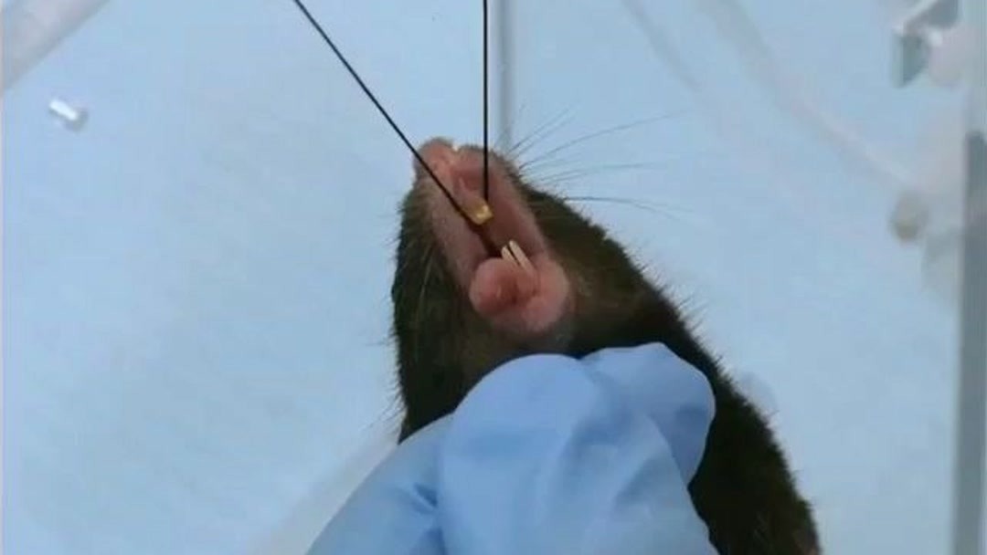 小鼠气管插管-转载