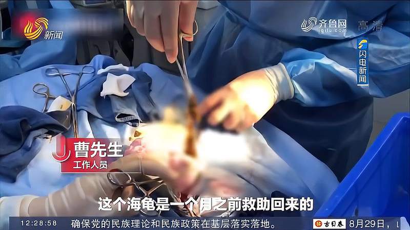 痛心!获救助海龟经抢救无效死亡,医生从其腹中取出6斤海洋垃圾