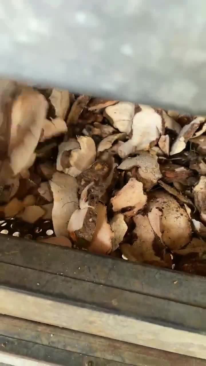 猜猜这个是什么土茯苓我的乡村生活五指毛桃土茯苓